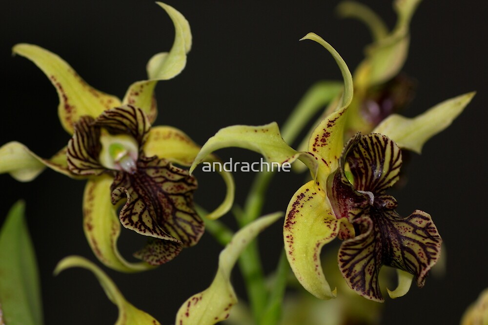 "Dendrobium Latouria Hybrid" by andrachne | Redbubble