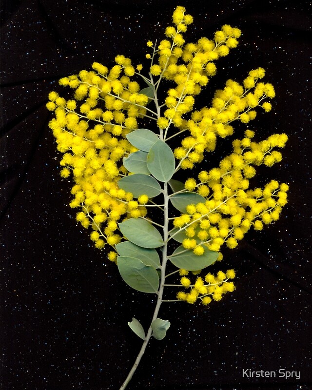 "Wattle, flower scan." by Kirsten Spry | Redbubble