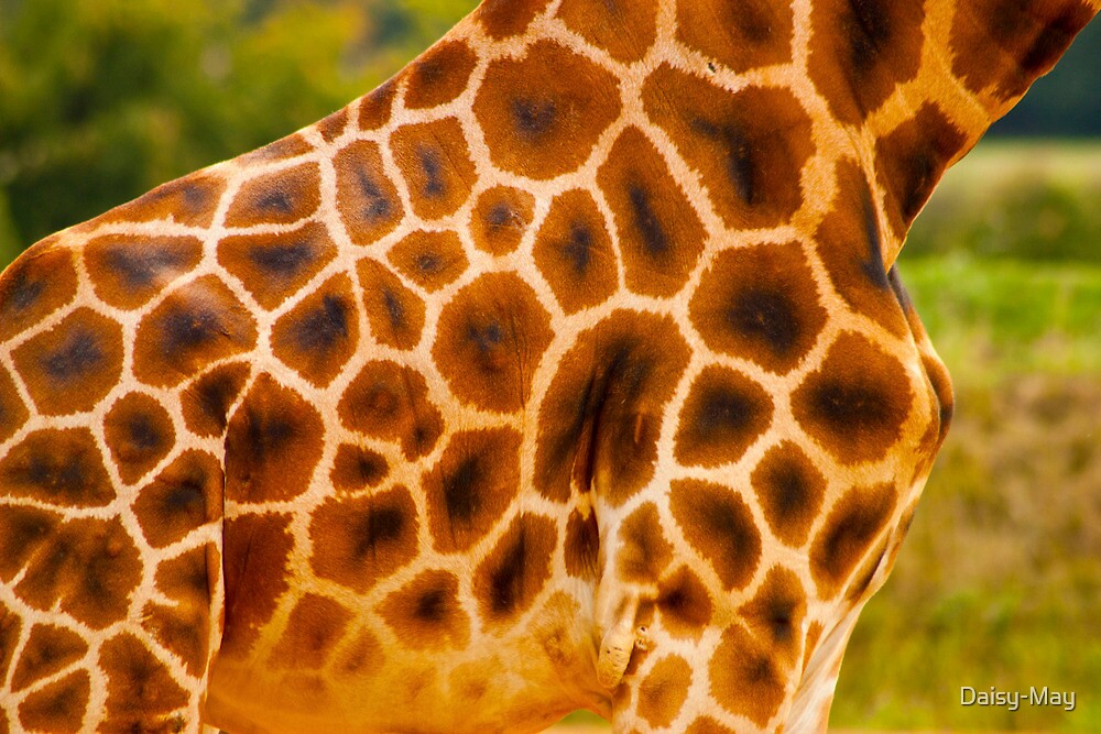 "Patchwork Coat on a Giraffe" by Daisy-May | Redbubble