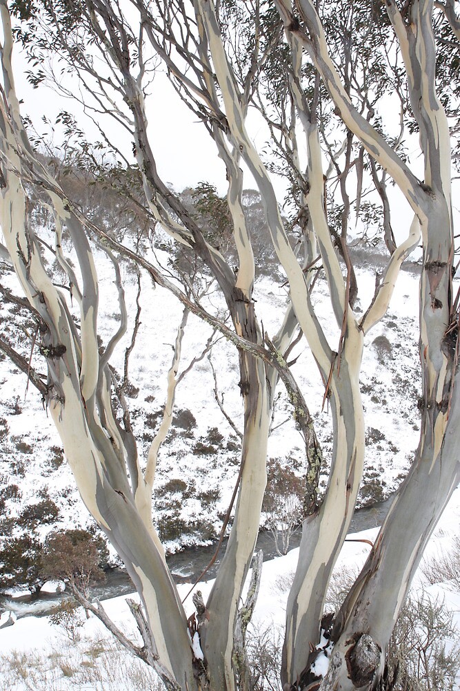"Snow Gum at Cascades, Mt Kosciusko National Park" by SkyPhotos | Redbubble