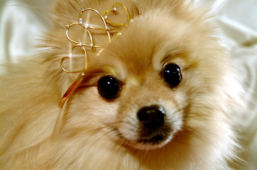 "Princess Pomeranian" by Tiffany Muff | Redbubble