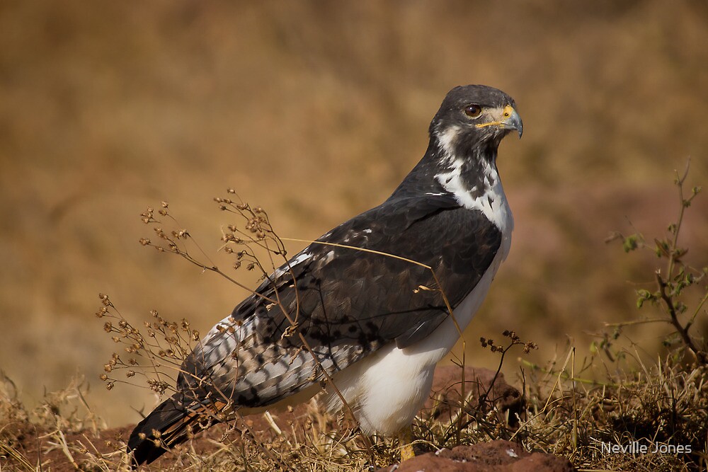 "Augur Buzzard (Buteo augur)" by Neville Jones | Redbubble