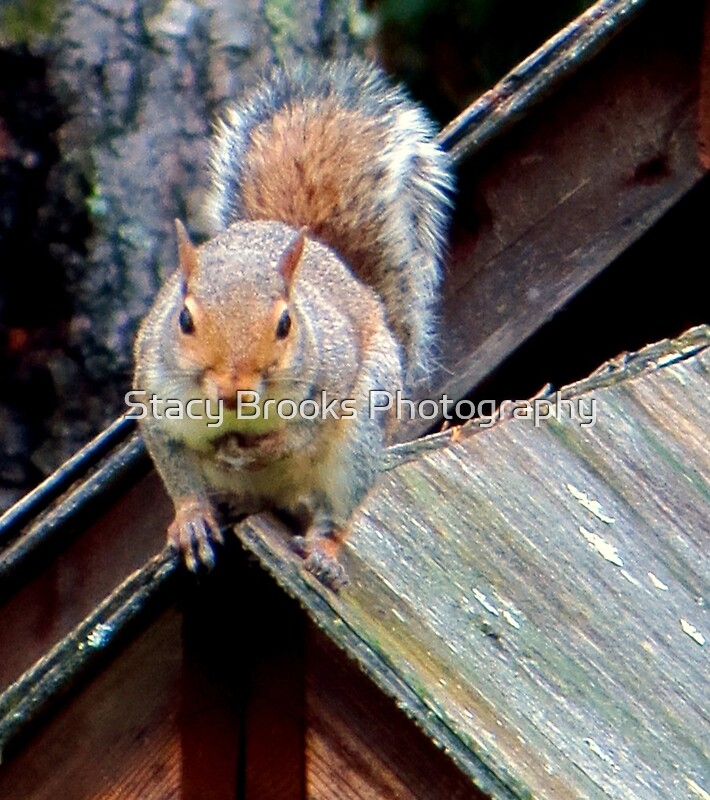 Pssstgotta Nut By Stacy Brooks Photography Redbubble 4069