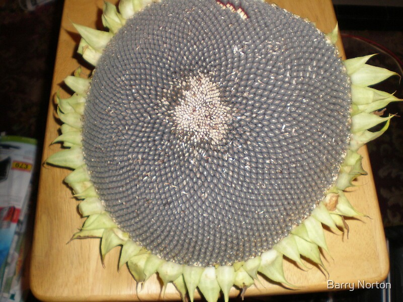 " Sunflower Seed Pod" by Barry Norton | Redbubble
