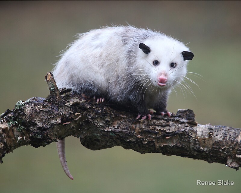 ""Naa Naa Naa Naa Naaa "" by Renee Blake | Redbubble