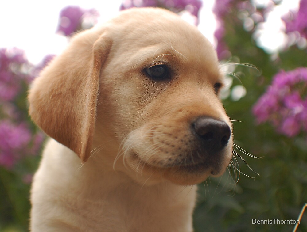 "Am I cute or not?" by DennisThornton | Redbubble