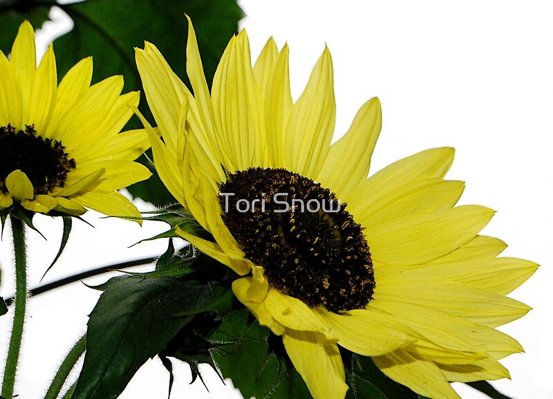 "October Sunflowers" by Tori Snow | Redbubble