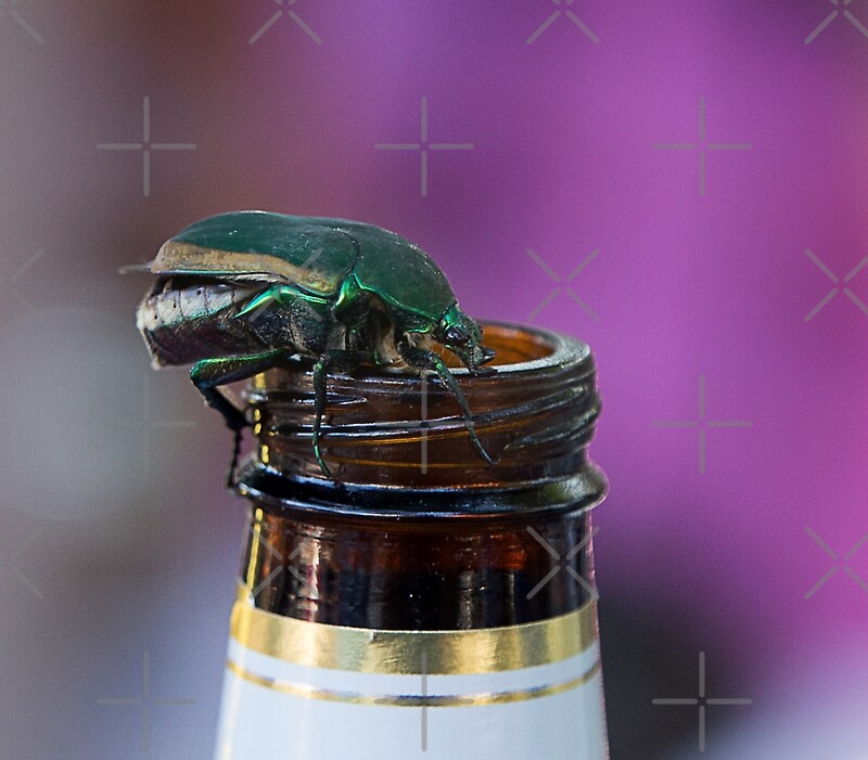 "Beer Bottle Beetle" by CarolM | Redbubble