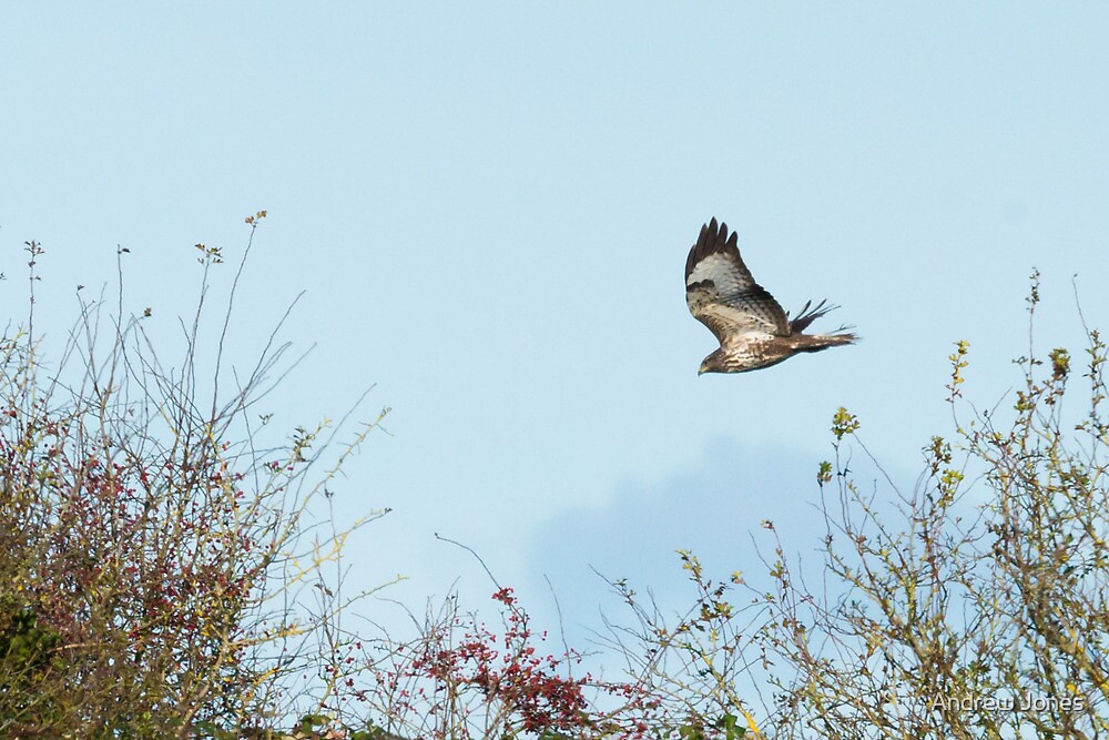 "Buzzard, Bannow Bay, County Wexford, Ireland" by Andrew Jones | Redbubble