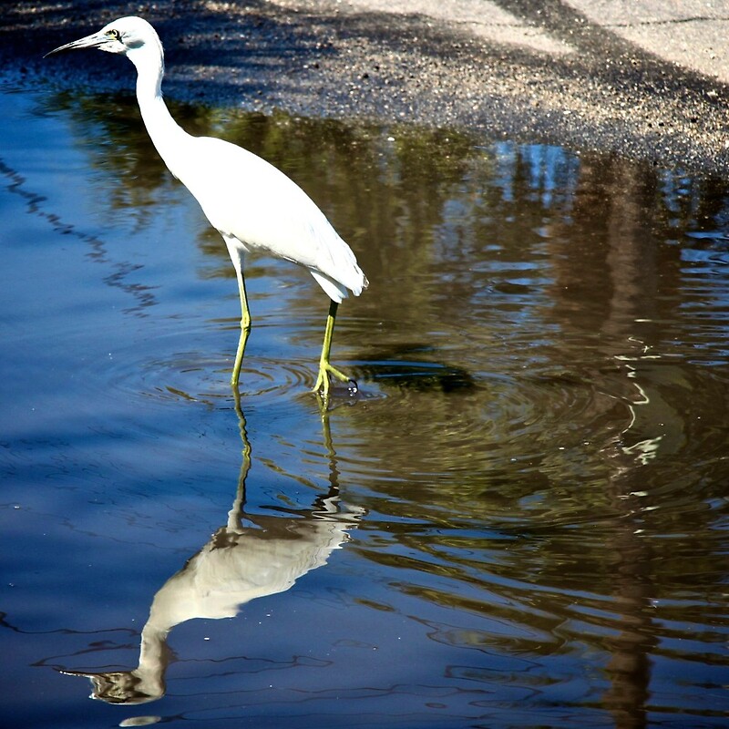 "Birds reflection in rain puddle" by jimithing214 | Redbubble