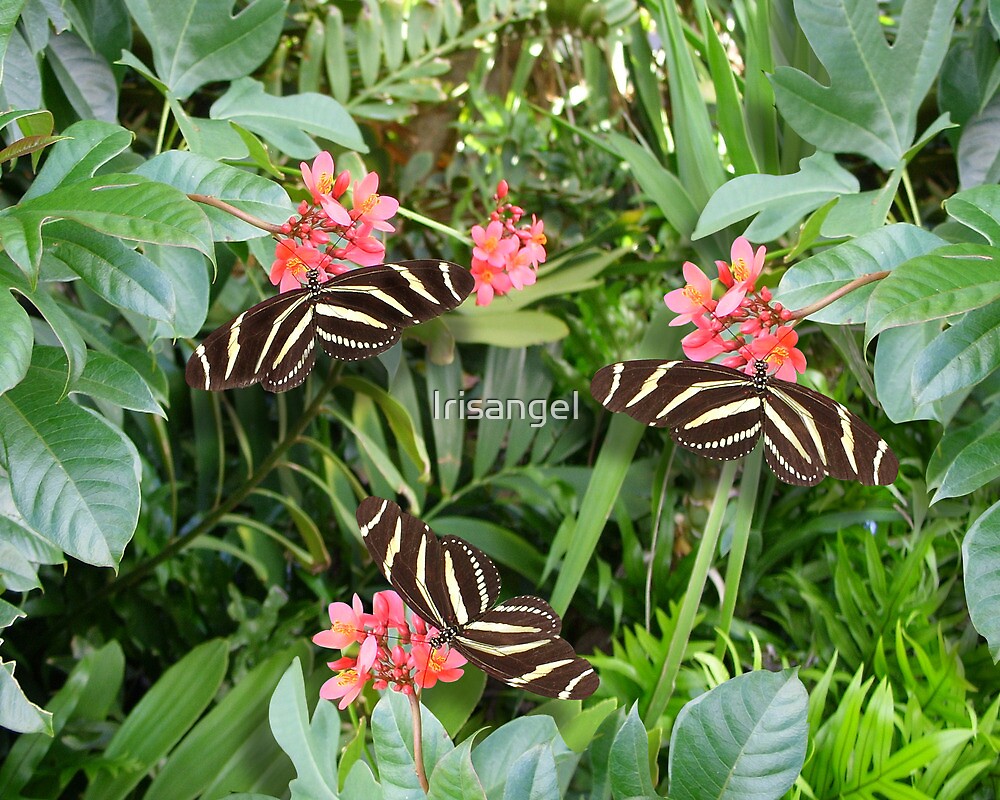 "Zebra long wing butterfly trio" by Irisangel | Redbubble