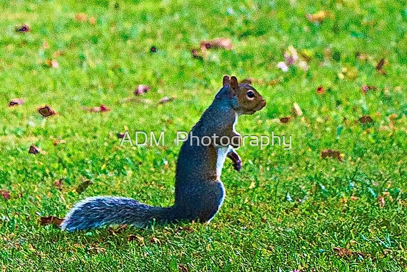 "Squirrel Standing Up" by ADM Photography | Redbubble