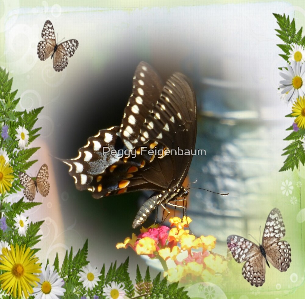 "Black Swallowtail Butterfly" by Peggy Feigenbaum | Redbubble