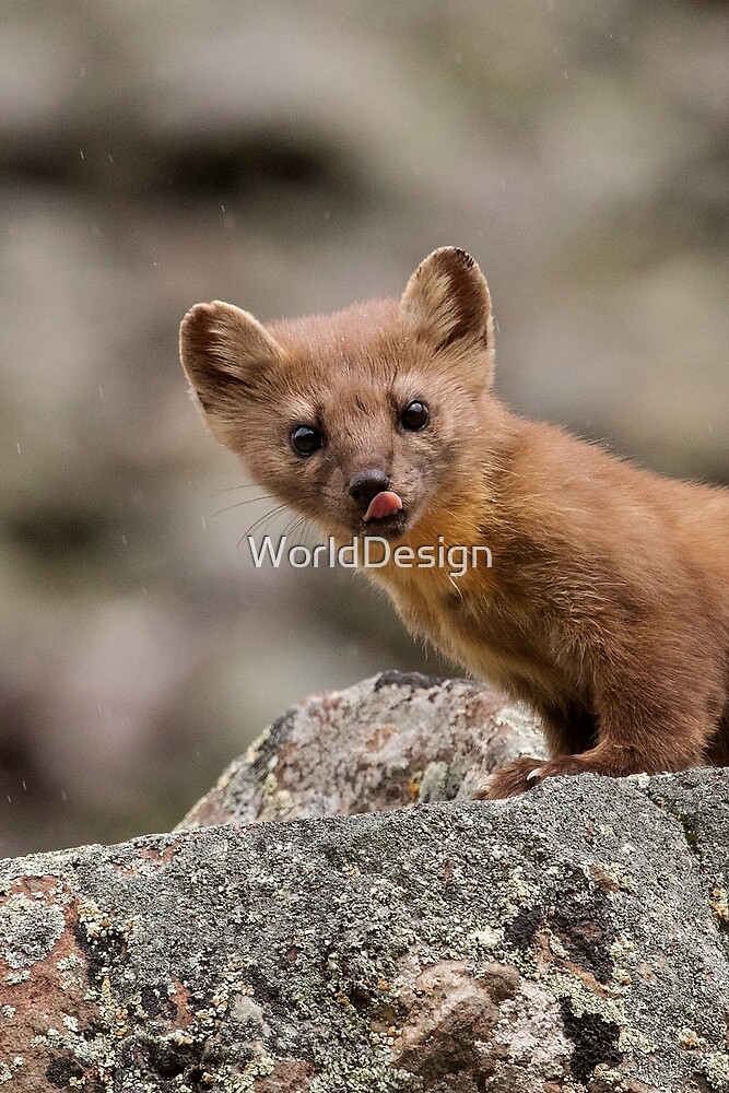 "Funny Weasel" by WorldDesign | Redbubble