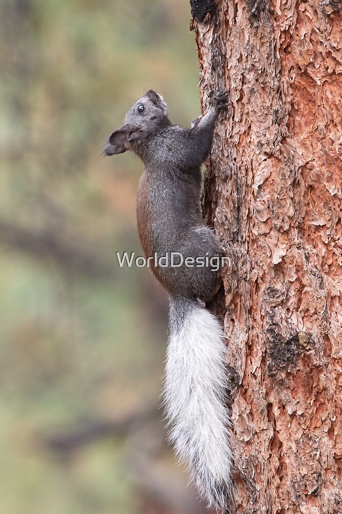 "Kaibab Squirrel" by WorldDesign | Redbubble