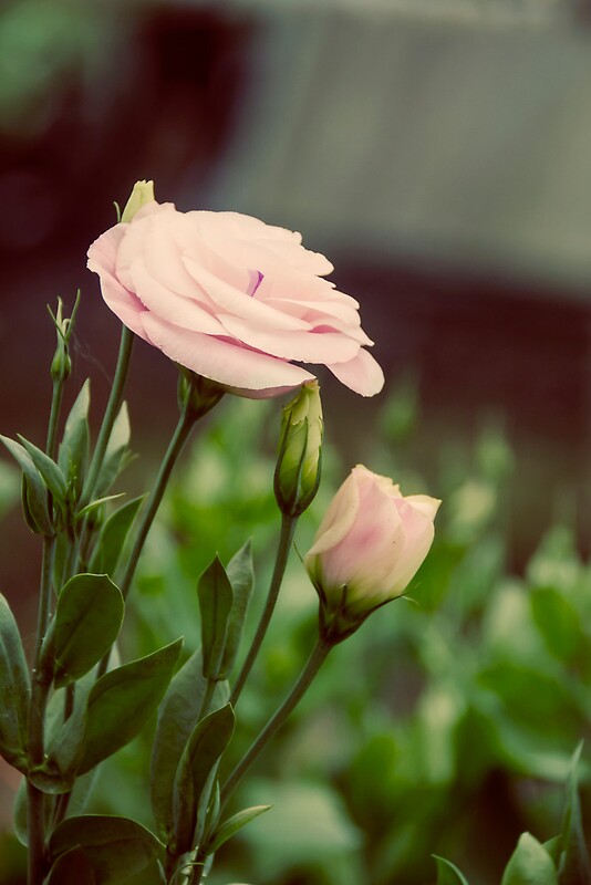 "Pink Delight" by Carol Knudsen | Redbubble