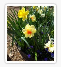 Daffodil: Stickers | Redbubble