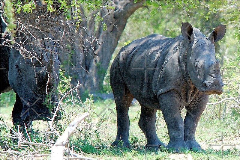 "WILL HE MAKE ADULTHOOD - WHITE RHINOCEROS - Ceratotherium simum - WIT ...