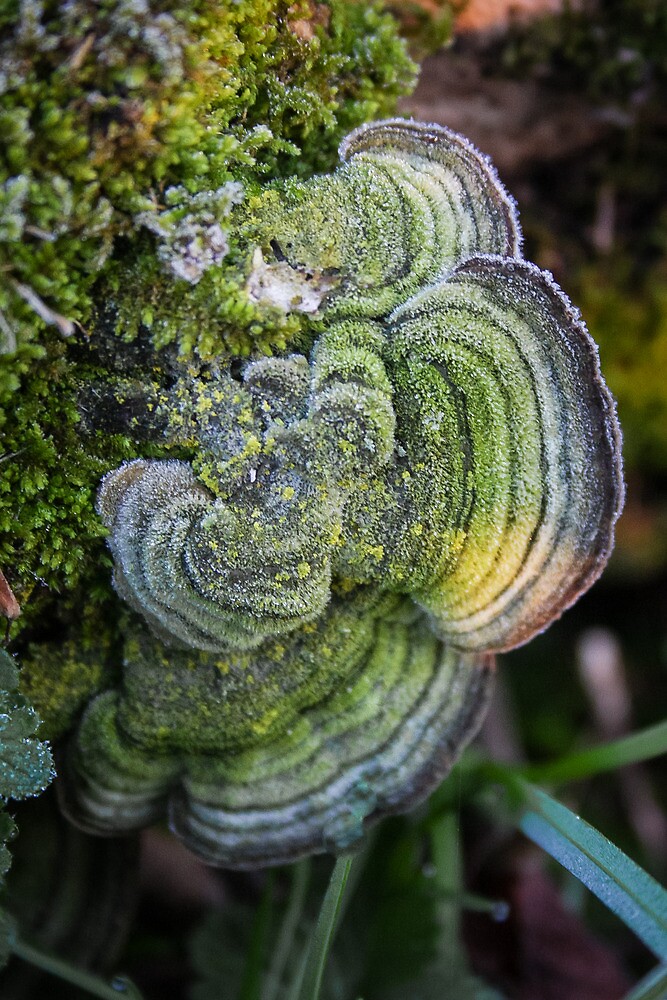 "Mossy Maze Polypore (Cerrena unicolor) covered with frost" by mfortune ...