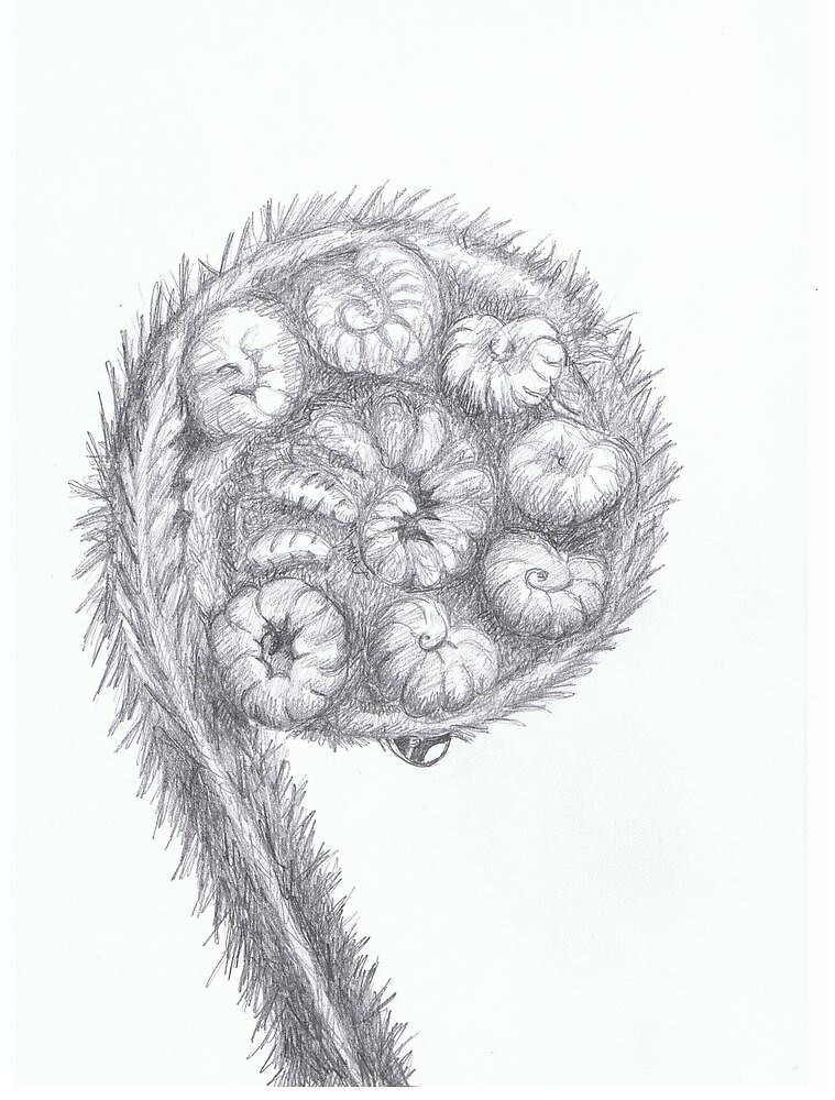 "Unfurling Tree fern" by Maureen Sparling | Redbubble