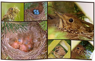 "Little Miracles of Nature - Song Thrush - NZ" by AndreaEL | Redbubble