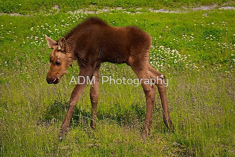 "Baby Moose" by ADM Photography | Redbubble
