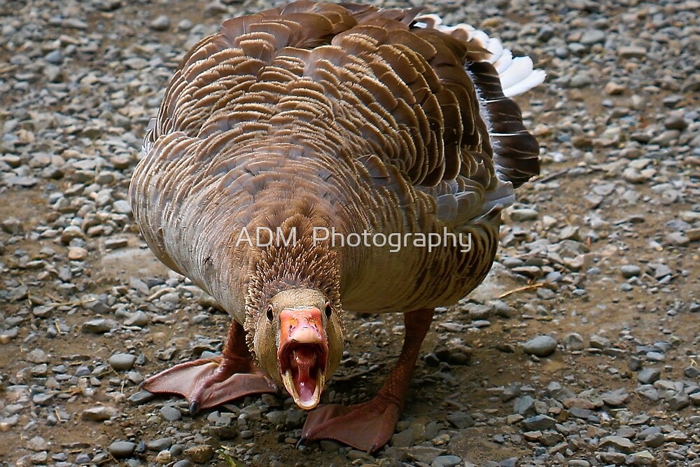 "Angry Goose" by ADM Photography | Redbubble