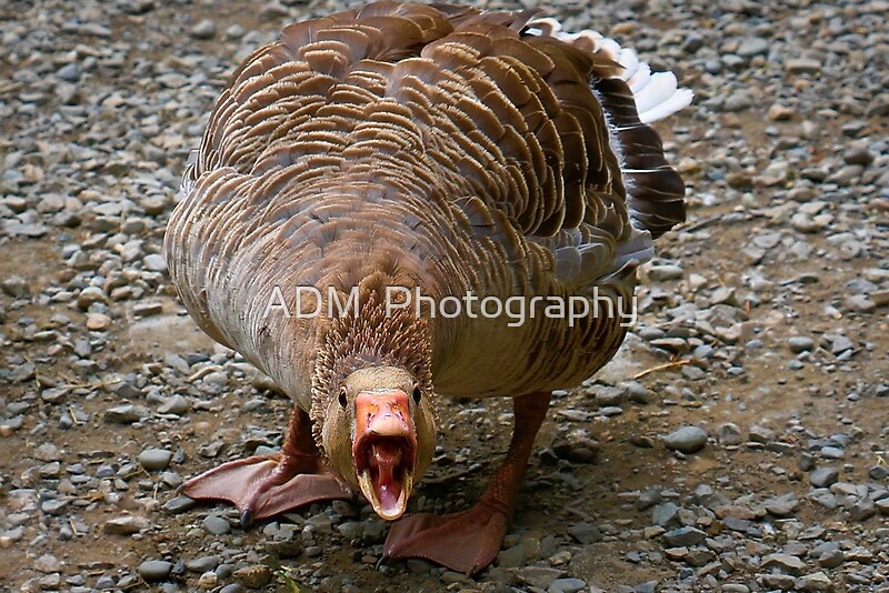 "Angry Goose" by ADM Photography | Redbubble