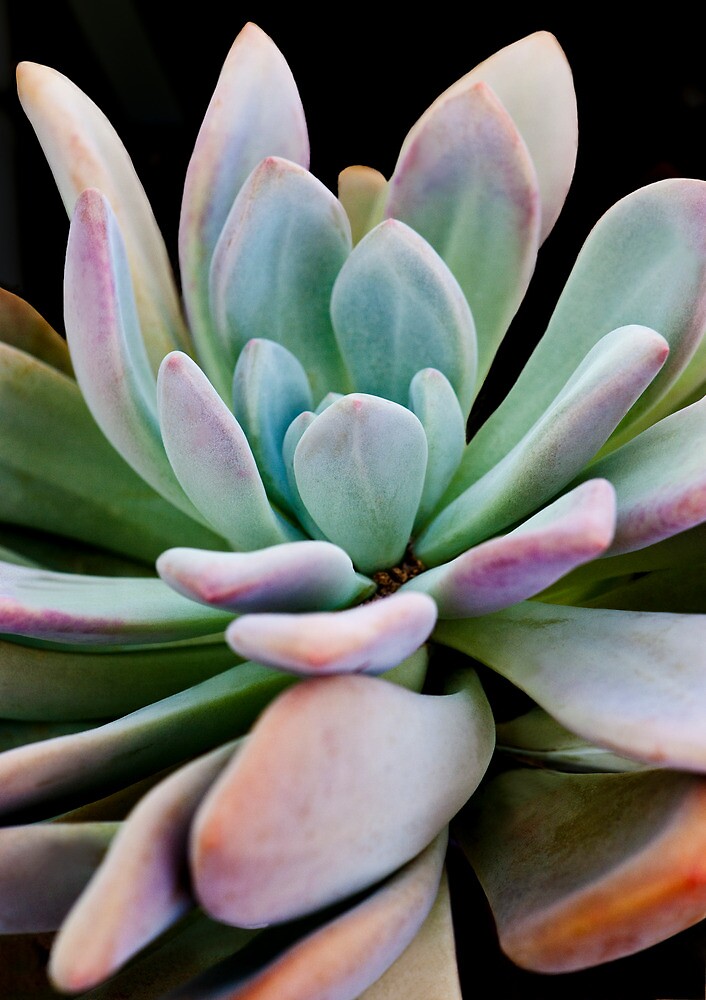 "Graptopetalum Succulent Plant" by Dency Kane | Redbubble