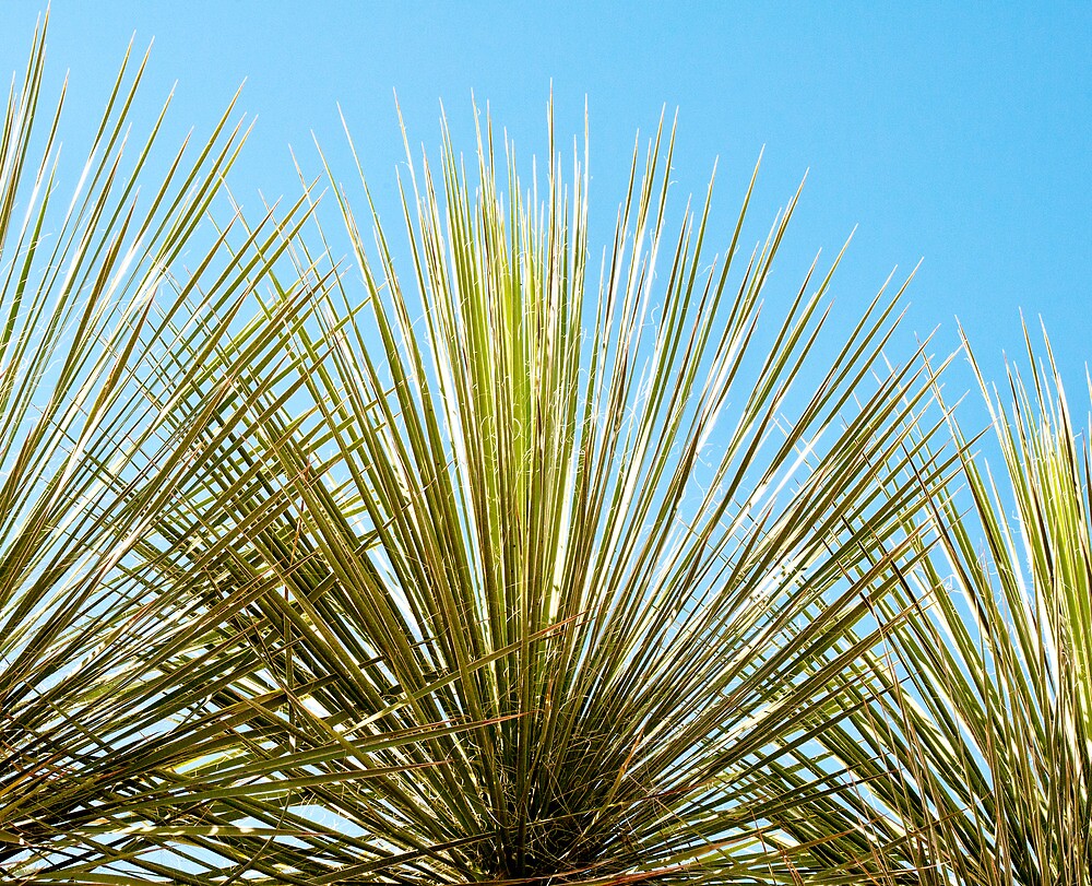 "Soap-Tree Yucca" by Dency Kane | Redbubble