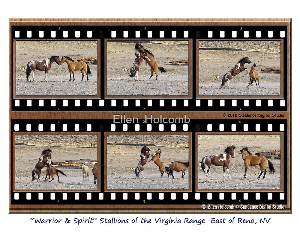 ""Warrior" & "Spirit" wild stallions of the Virginia Range, Reno, NV ...