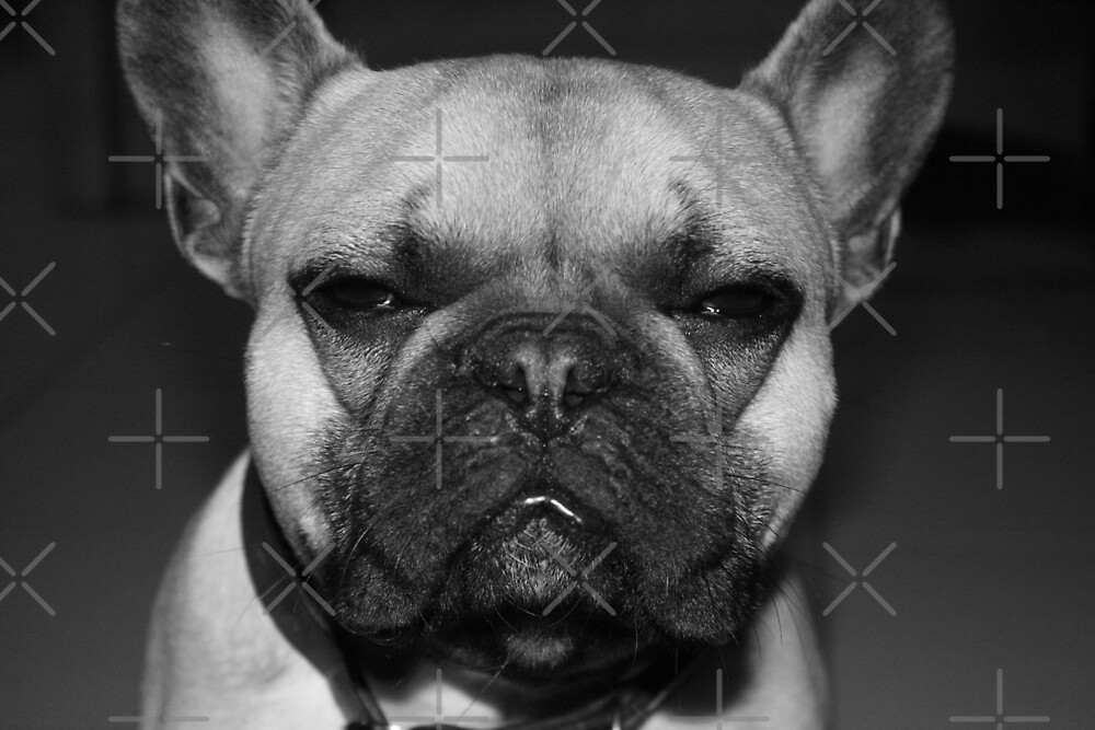"Grumpy French Bulldog" by Barbara Gibbings | Redbubble