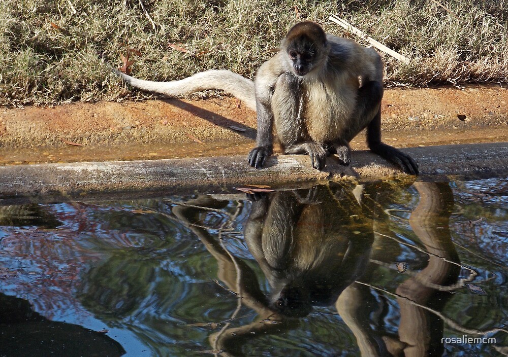 "A Monkey's Reflection" by rosaliemcm | Redbubble