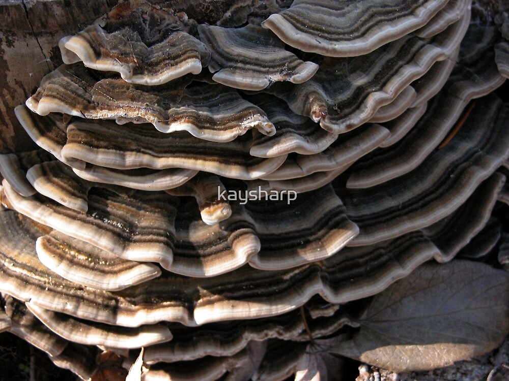 "Pretty fungus in my garden, Tumut, NSW, Australia." by kaysharp ...