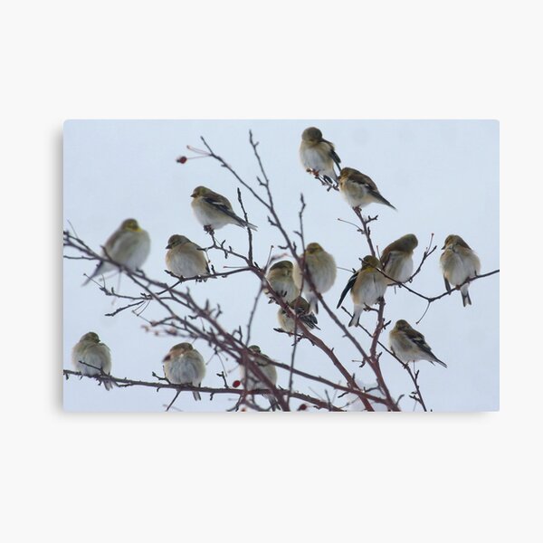 Arla Ruggles Shop | Redbubble