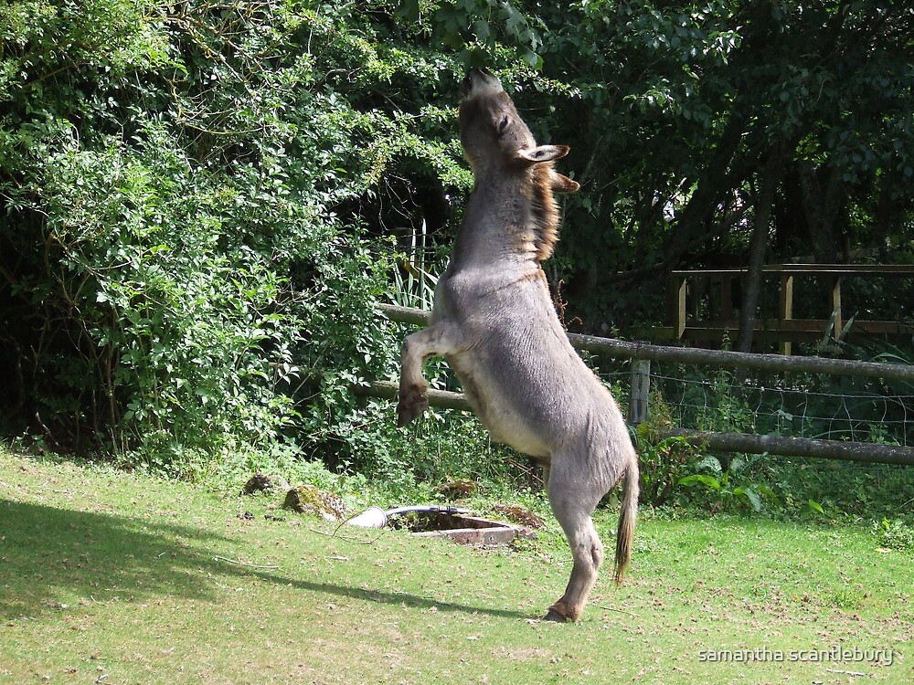 "Rearing donkey" by samantha scantlebury | Redbubble