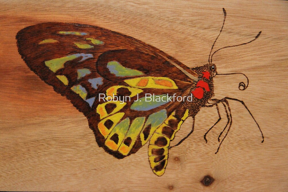 "PYROGRAPHY: Richmond Birdwing Butterfly" by aussiebushstick | Redbubble