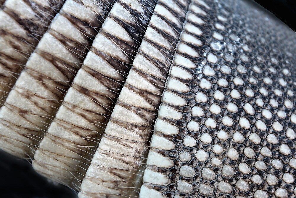 "Armadillo Shell 5" by Carolyn Fletcher | Redbubble