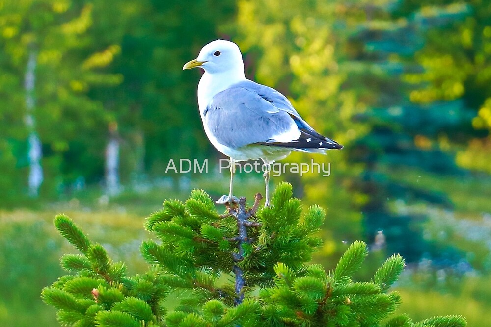 "Seagull on a Pine Tree" by ADM Photography | Redbubble