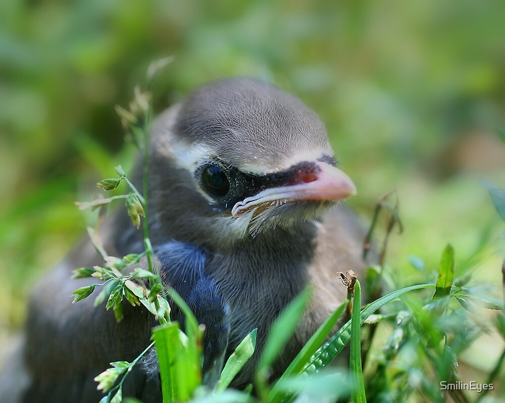 "Baby Cedar Waxwing Bird Face " by SmilinEyes | Redbubble