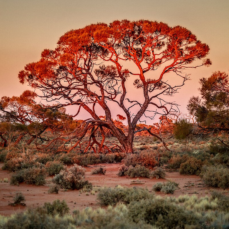 "Red Mulga Tree" by eSWAGMAN | Redbubble