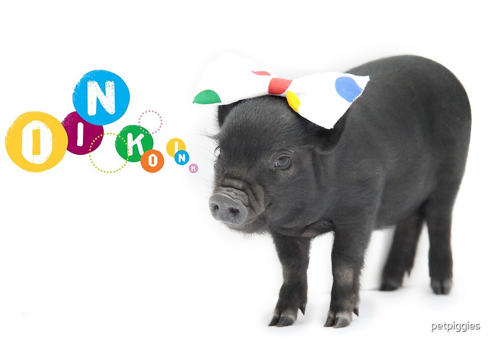 "Pretty black female micro pig with bow" by petpiggies | Redbubble