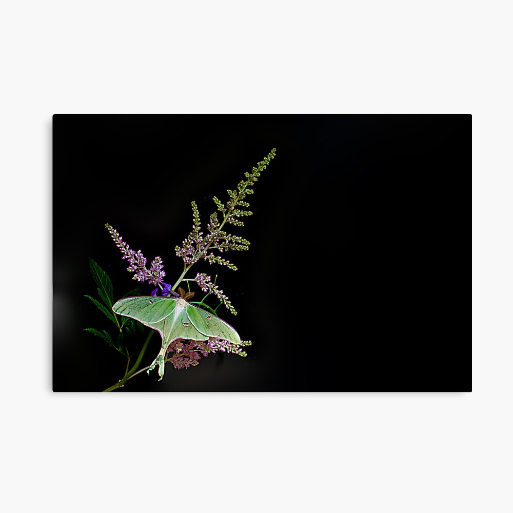 Randy Branham Shop | Redbubble