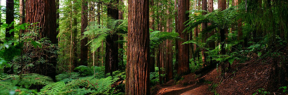 "Rotorua Redwood Forest – Whakarewarewa" by Anthony and Kelly Rae ...