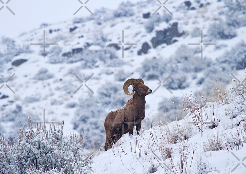 "Winter Ram" by DawsonImages | Redbubble