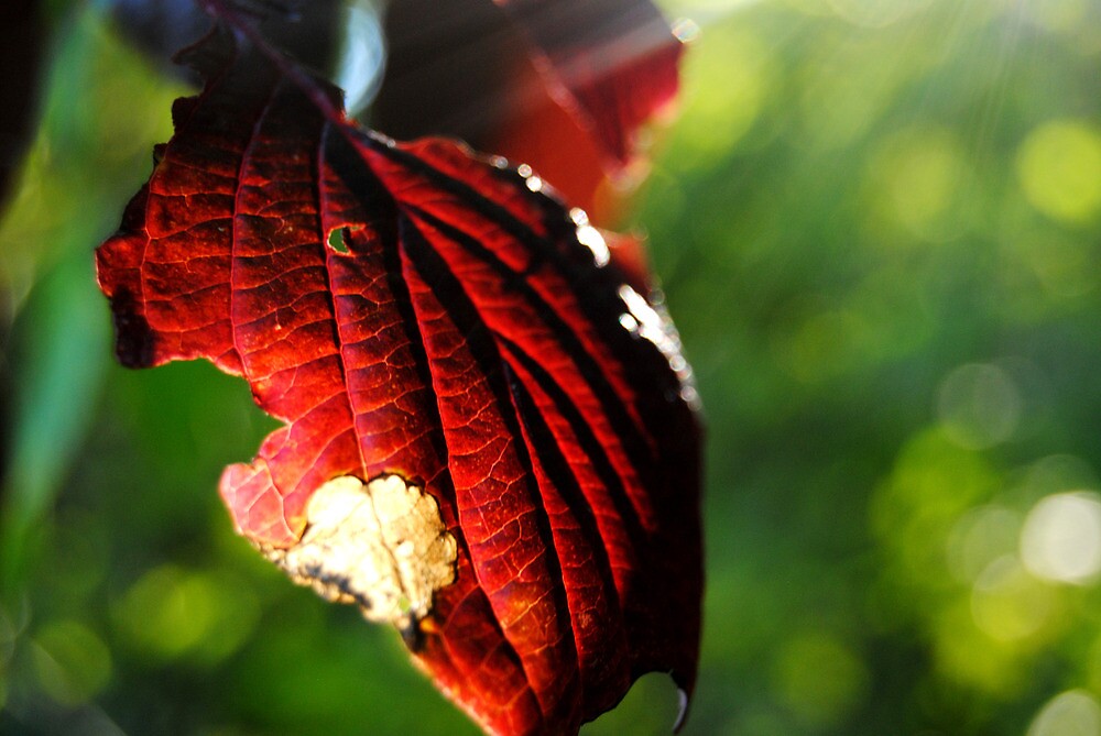 "Nature and Beautiful Imperfection" by Aiden Blight | Redbubble