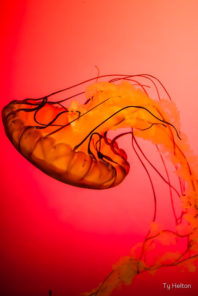 "Northeast Pacific Sea Nettle" by Ty Helton | Redbubble