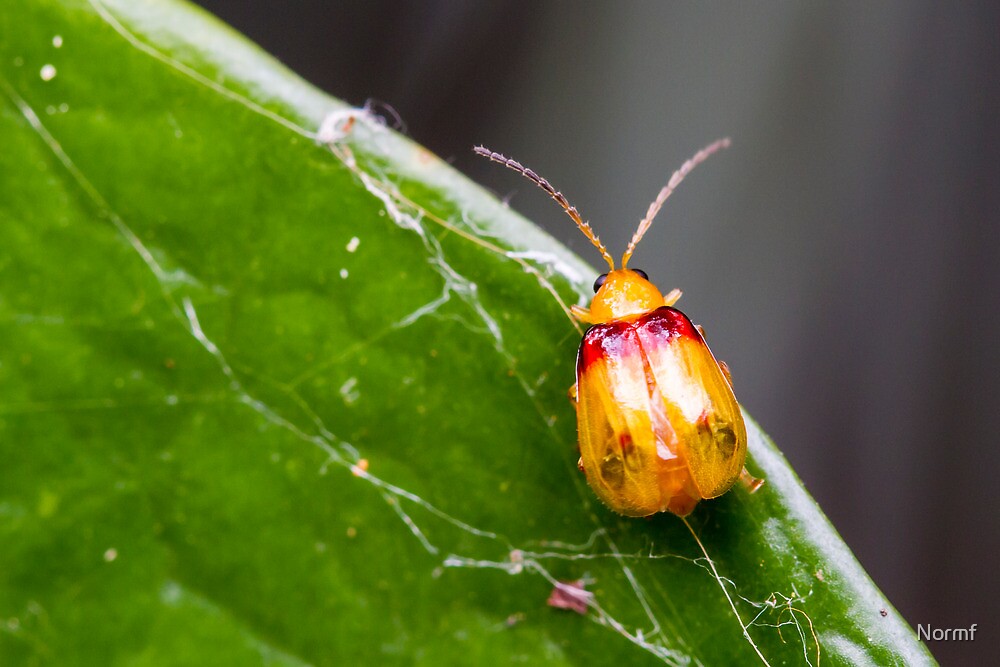"Red-shouldered Leaf Beetle - Monolepta australis" by Normf | Redbubble