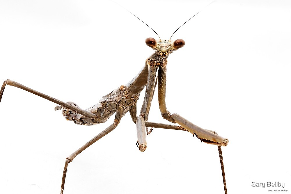 "Monster Mantis (Archimantis monstrosa)" by Gary Beilby | Redbubble