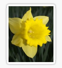 Daffodil: Stickers | Redbubble